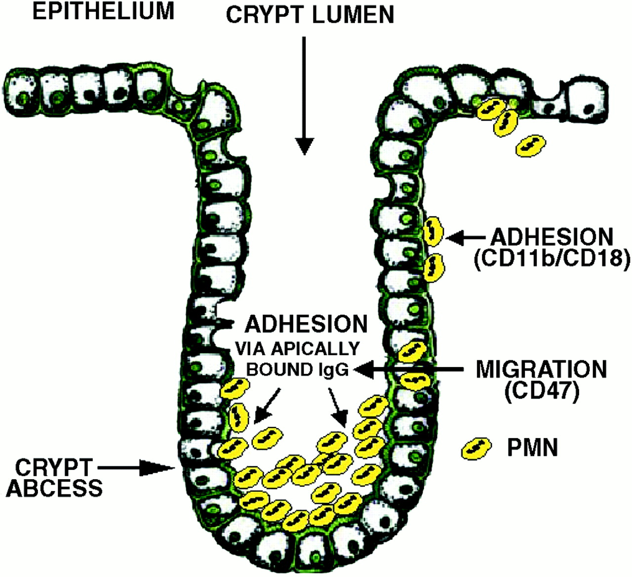 پزشک خوب | مرداد ۱۳۹۲